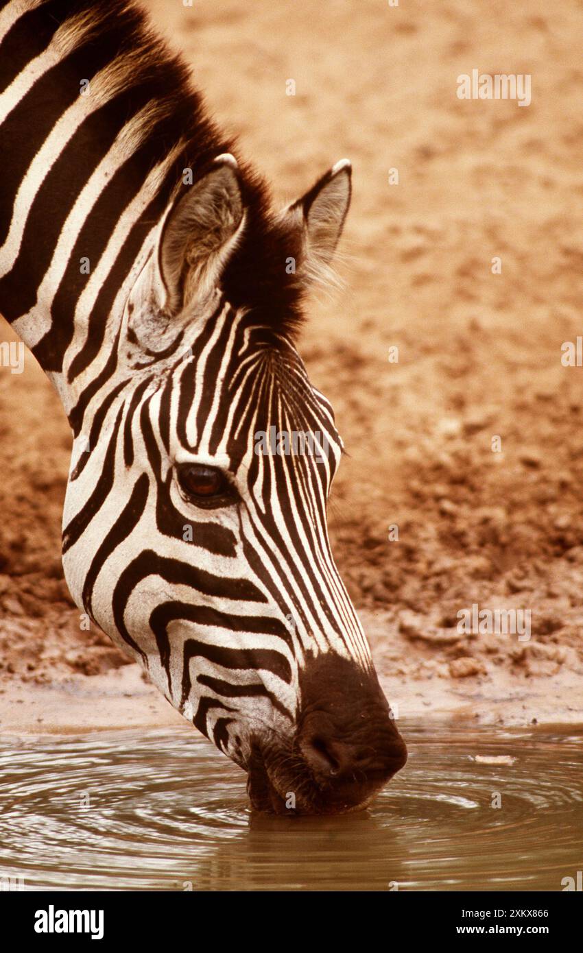 Zebras close up drinking hi-res stock photography and images - Alamy