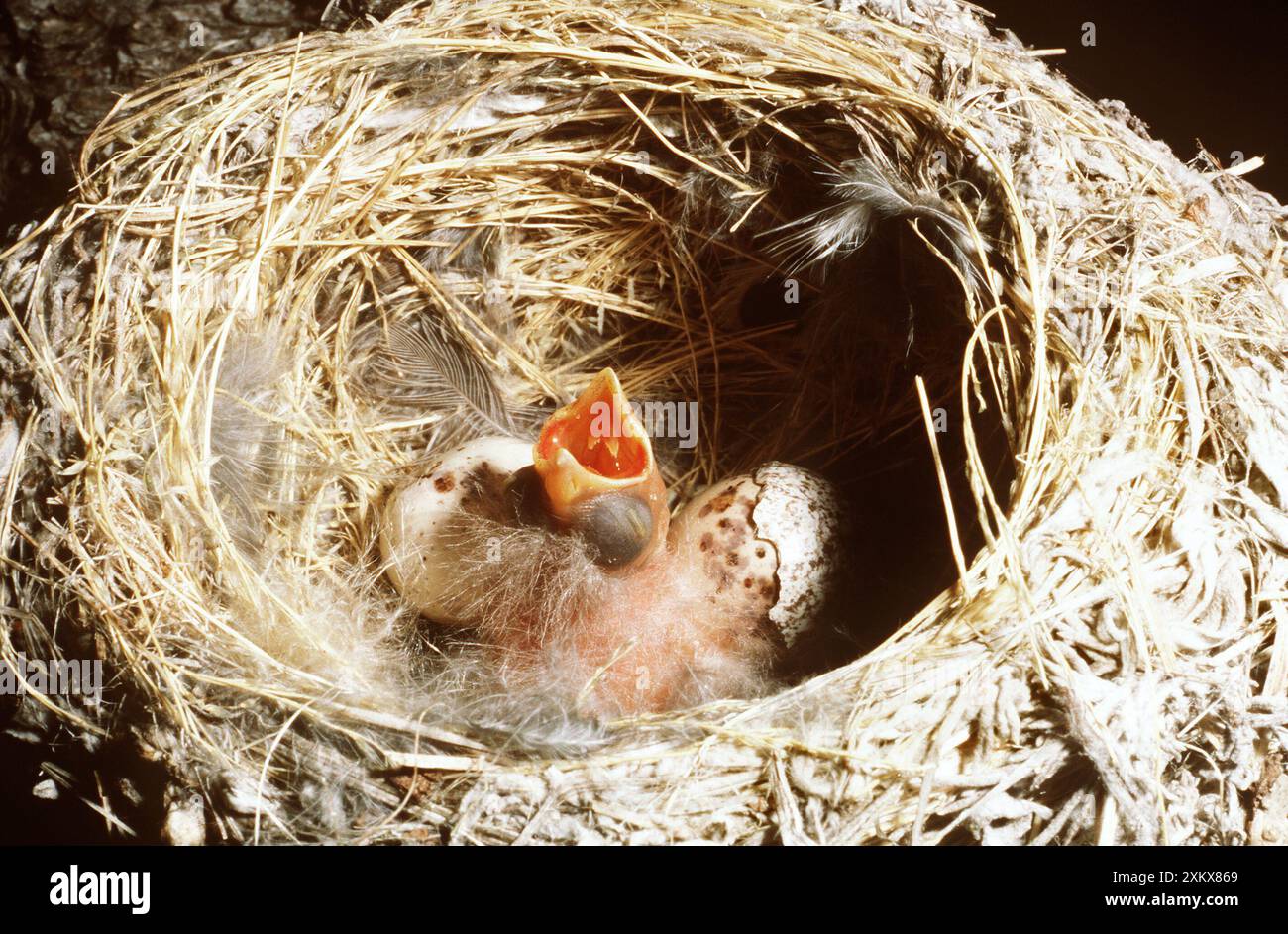 Cowbird eggs hi-res stock photography and images - Alamy