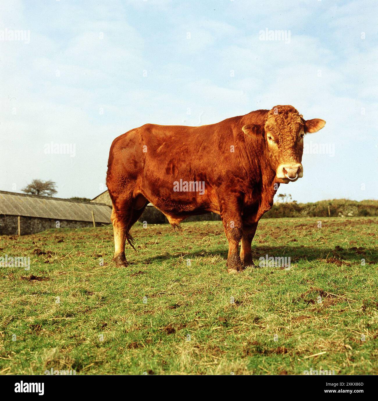 CATTLE - SOUTH DEVON BULL Stock Photo - Alamy