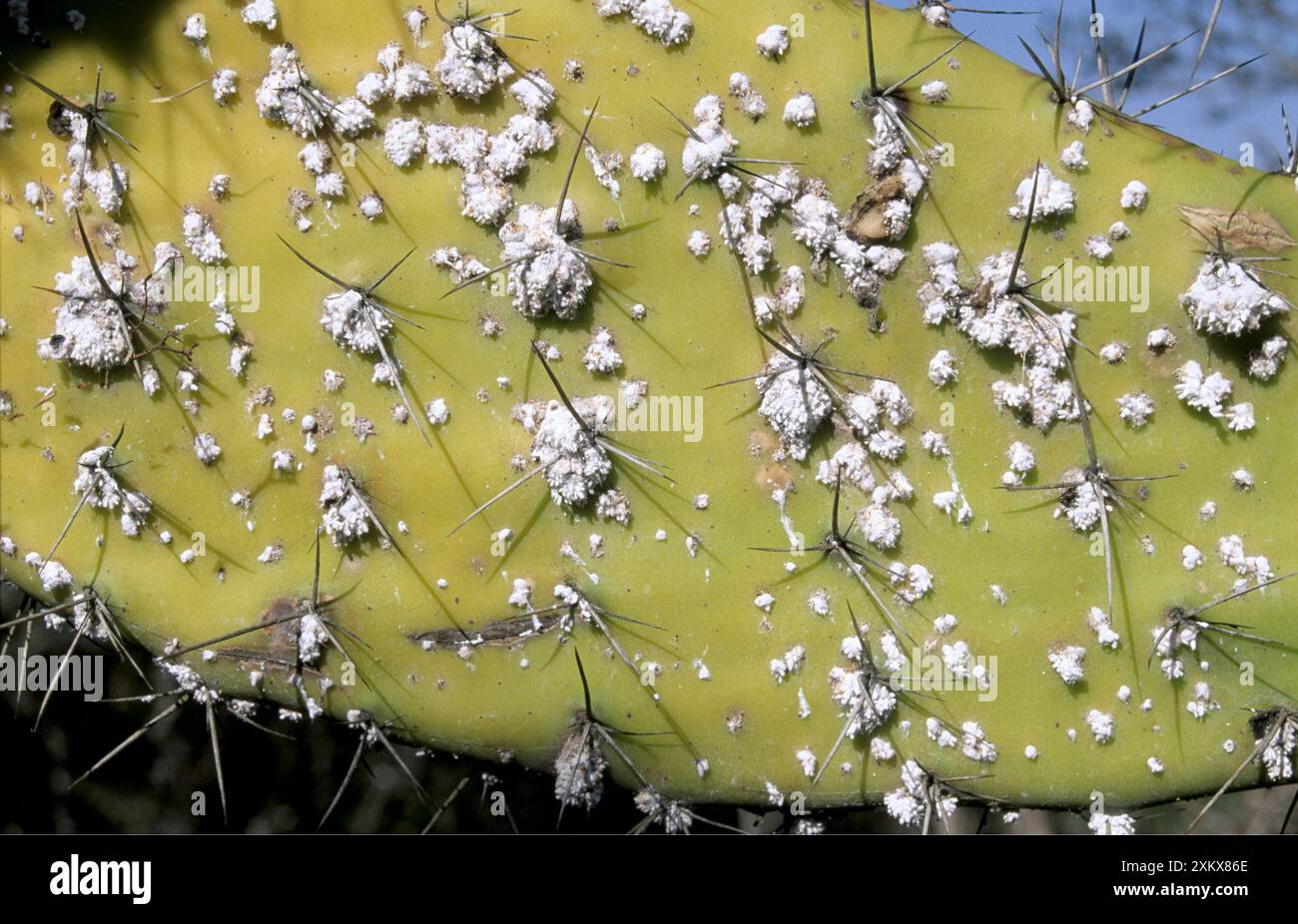 Insects and wildlife hi-res stock photography and images - Alamy