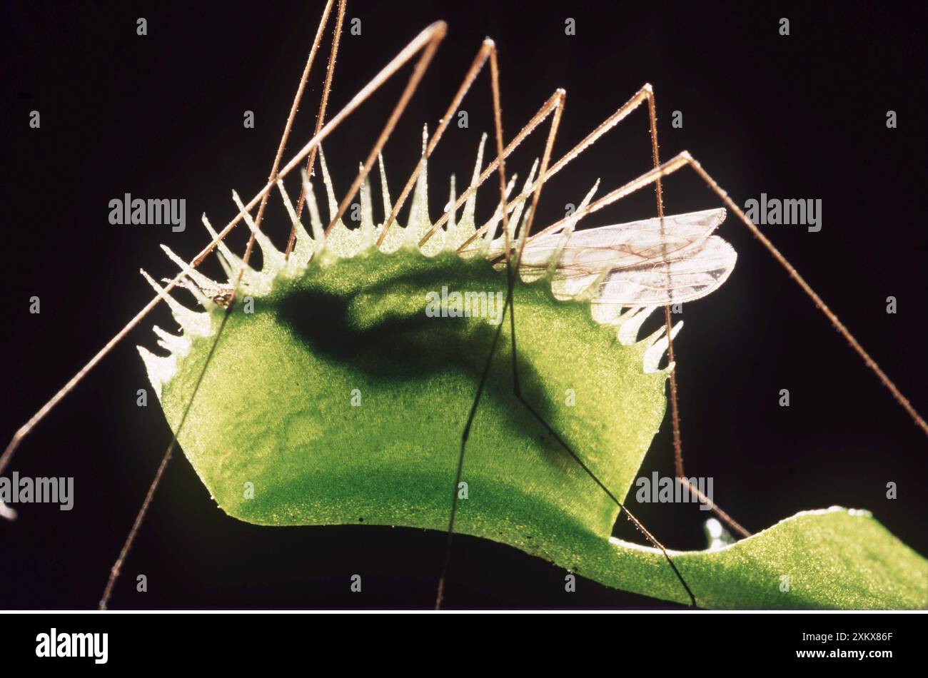 VENUS FLY TRAP & INSECT Stock Photo - Alamy