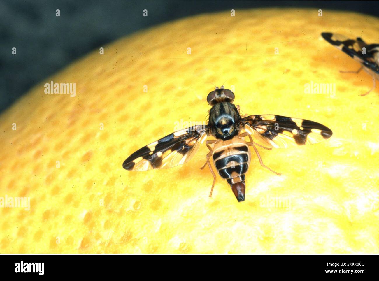 Citrus insects hi-res stock photography and images - Alamy