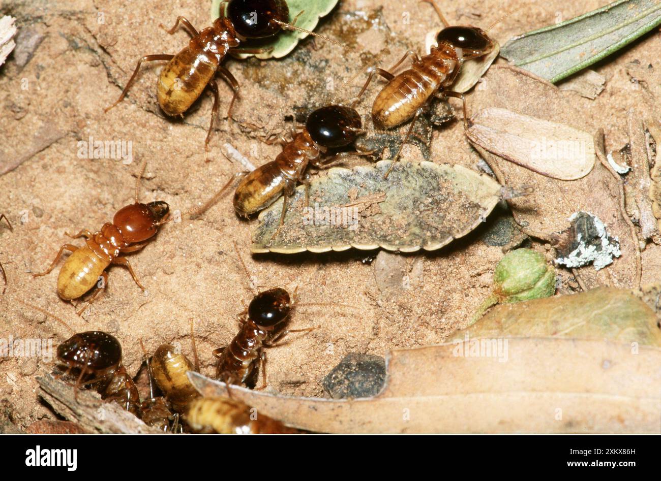 African harvester termites hi-res stock photography and images - Alamy