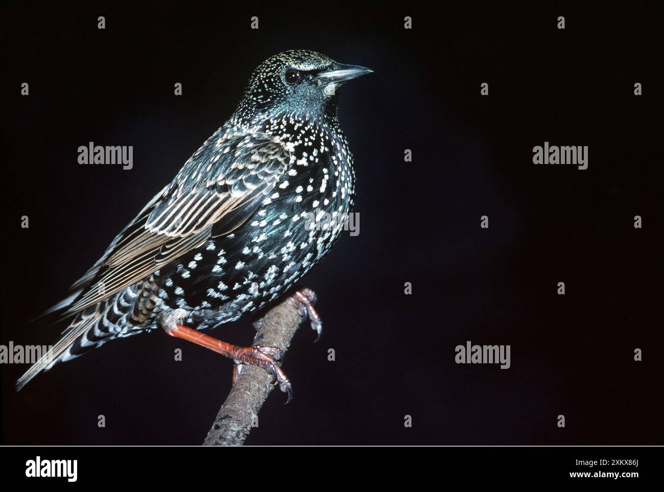 Night spots hi-res stock photography and images - Alamy