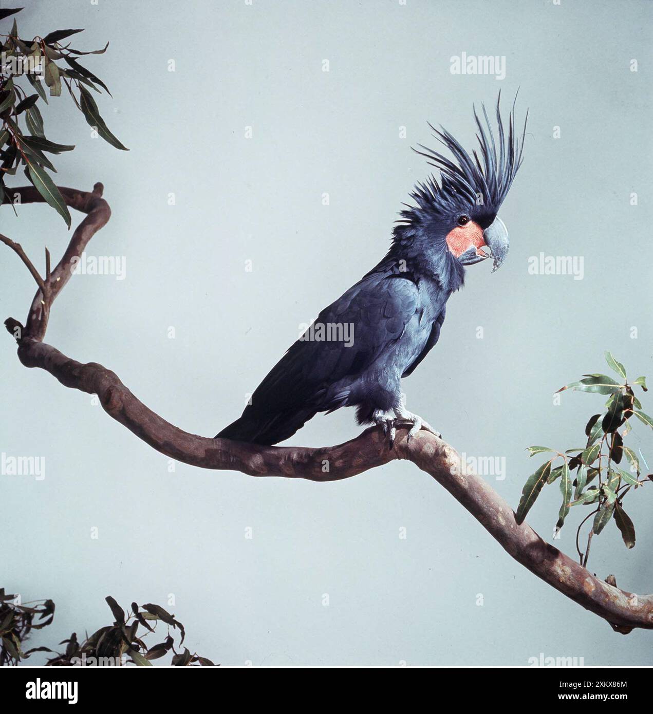 Cockatoo bird animal hi-res stock photography and images - Alamy