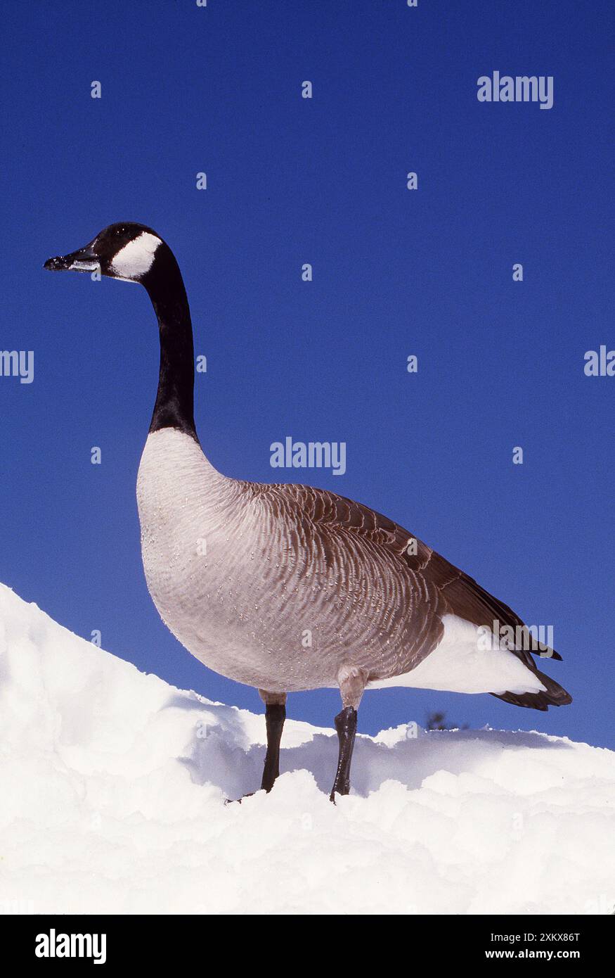 Canada arctic kingdom hi-res stock photography and images - Alamy