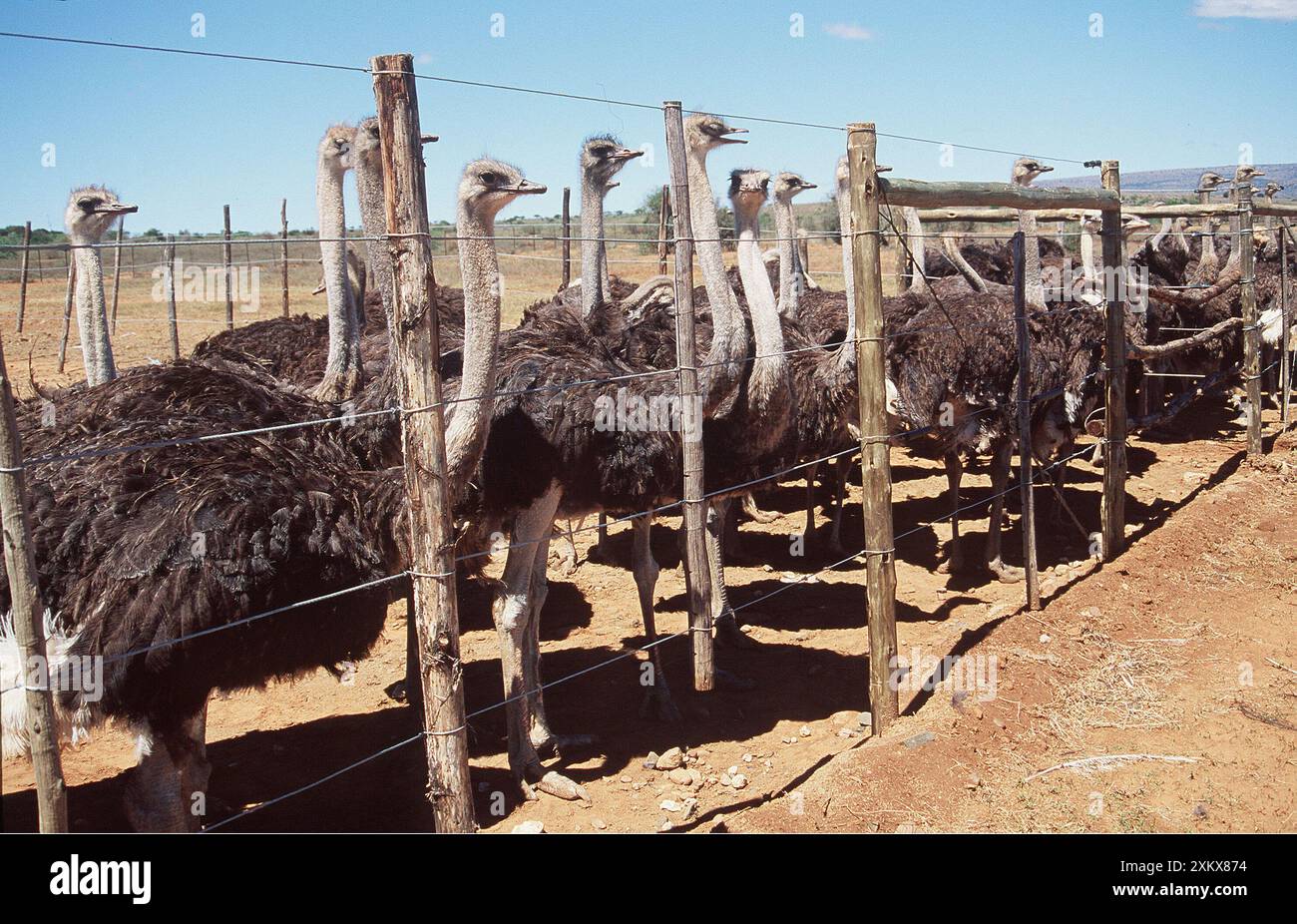 OSTRICH FARMING - Ostriches ready for slaughter Stock Photo - Alamy