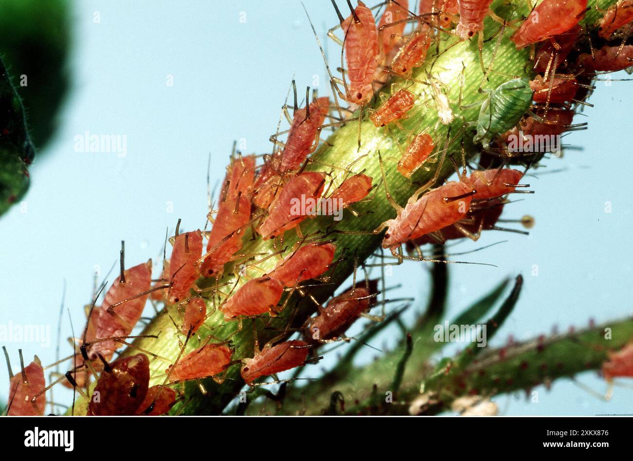 APHIDS - feeding on rose Stock Photo - Alamy