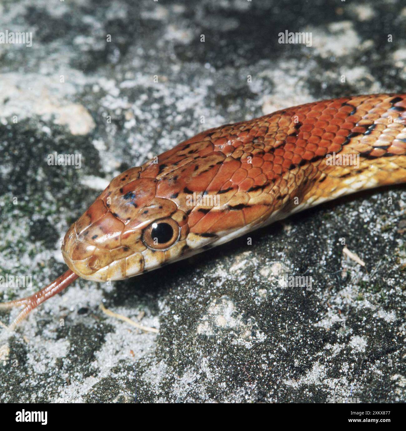 Rat snake head hi-res stock photography and images - Alamy