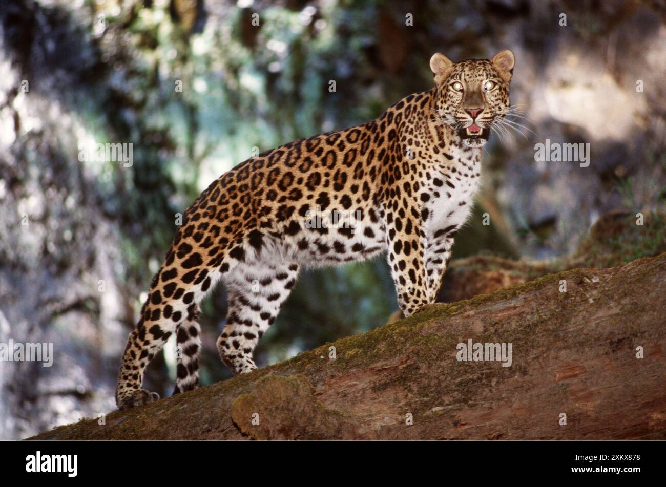 Leopard view hi-res stock photography and images - Alamy