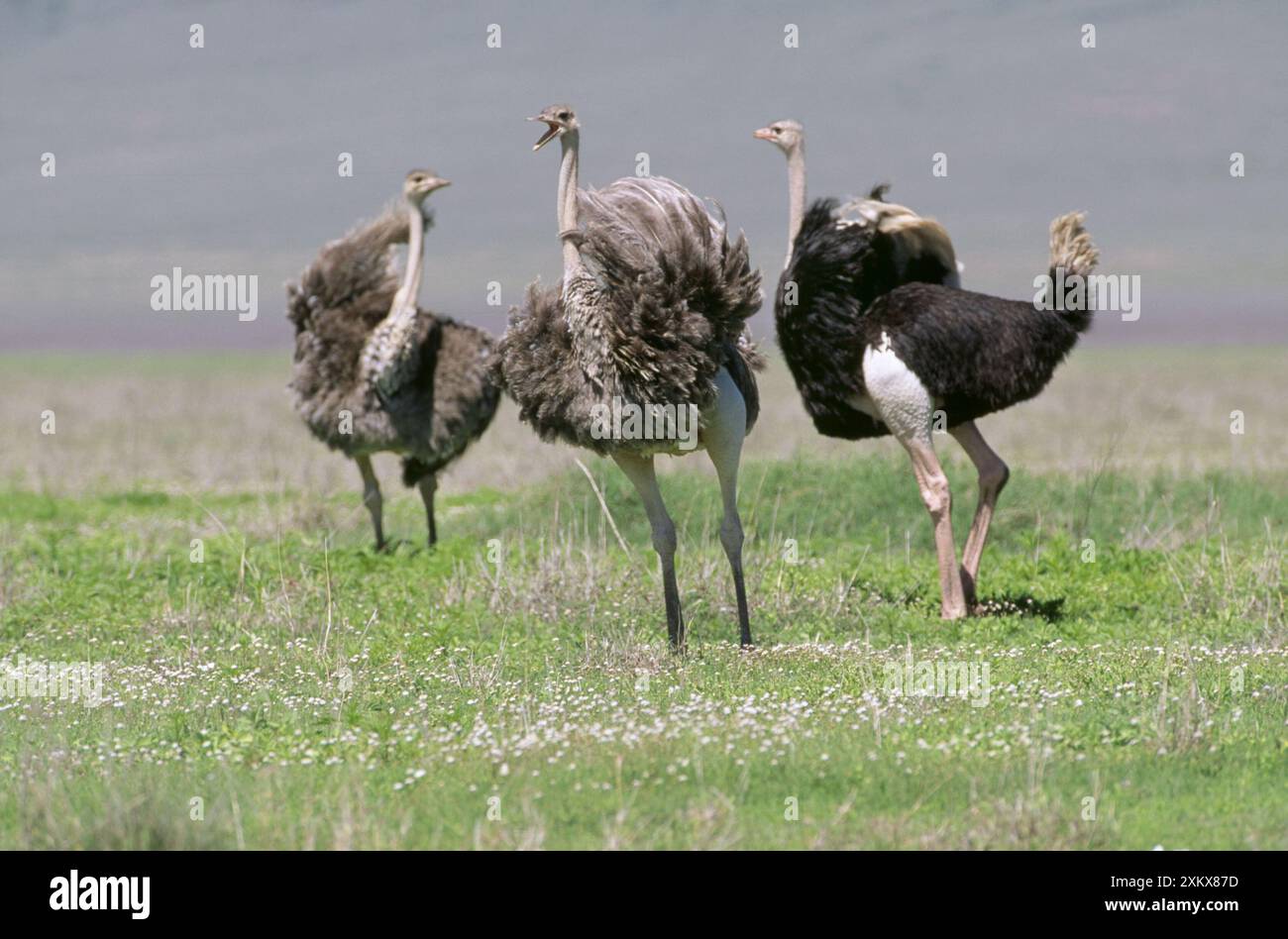 Three african ostriches hi-res stock photography and images - Alamy