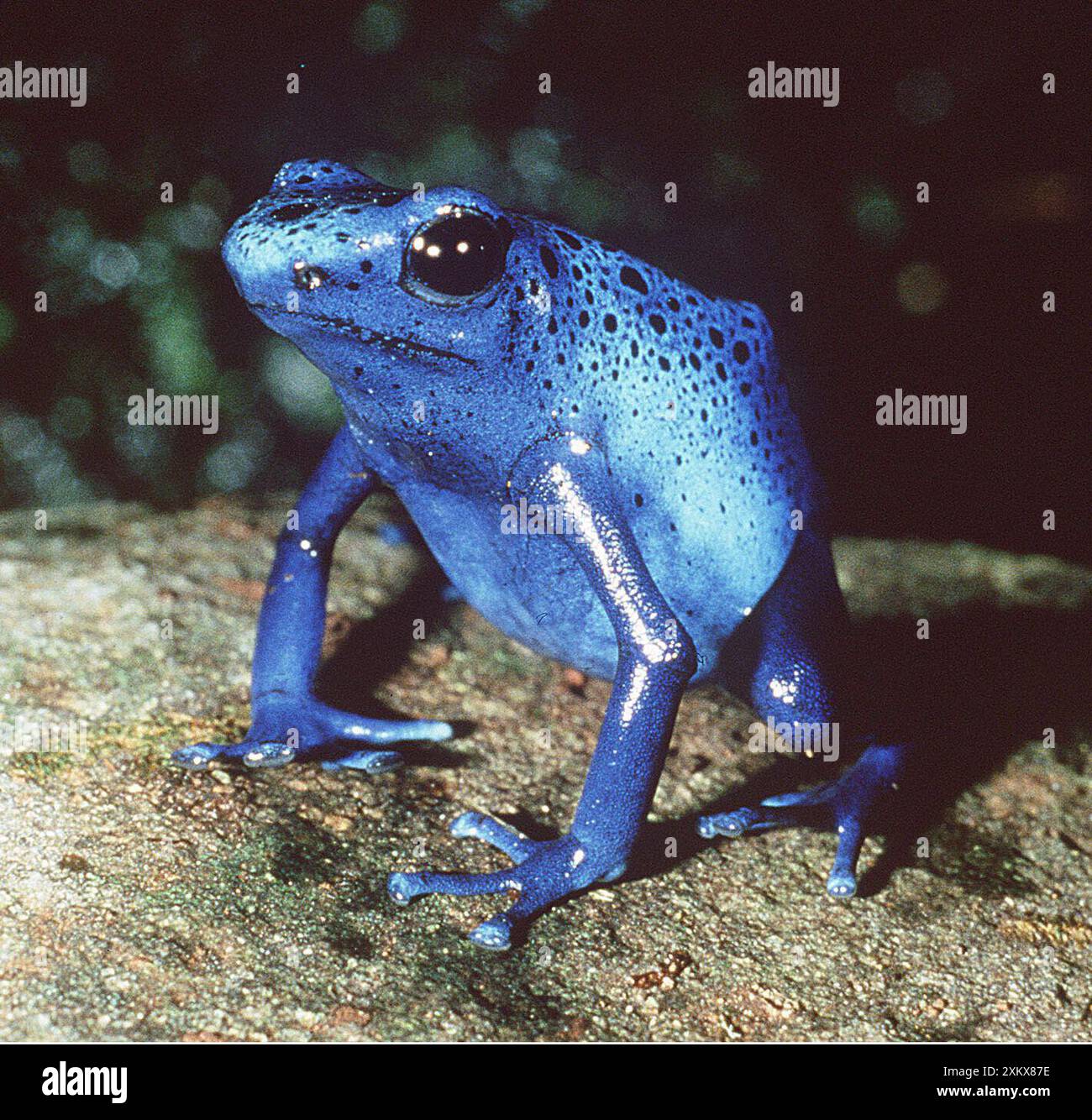 Poison Arrow / Dart Frog Stock Photo - Alamy