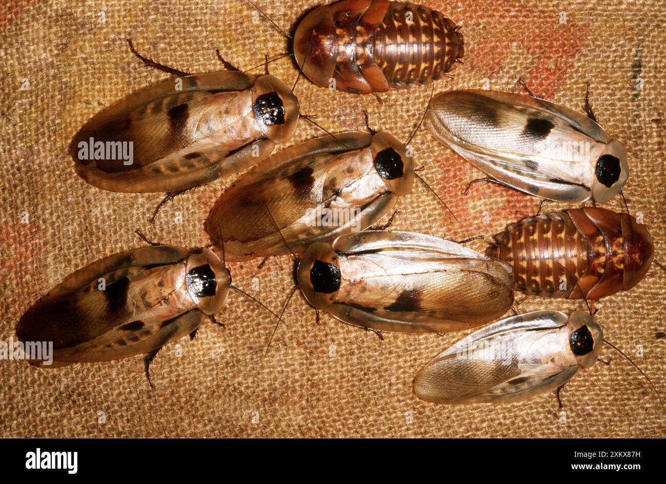 South american cockroaches hi-res stock photography and images - Alamy