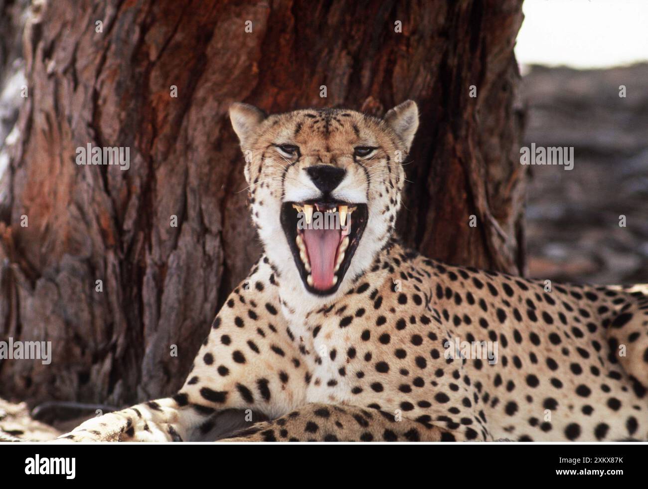 Cheetahs mouth hi-res stock photography and images - Alamy
