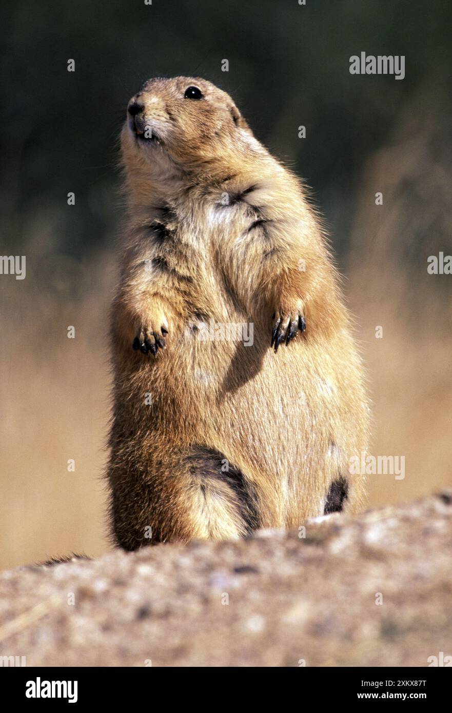 Black-tailed PRAIRIE DOG - standing Stock Photo - Alamy