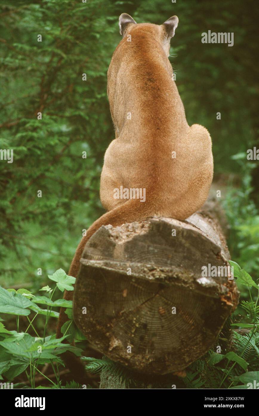 Cougar / Mountain Lion / Puma Stock Photo - Alamy