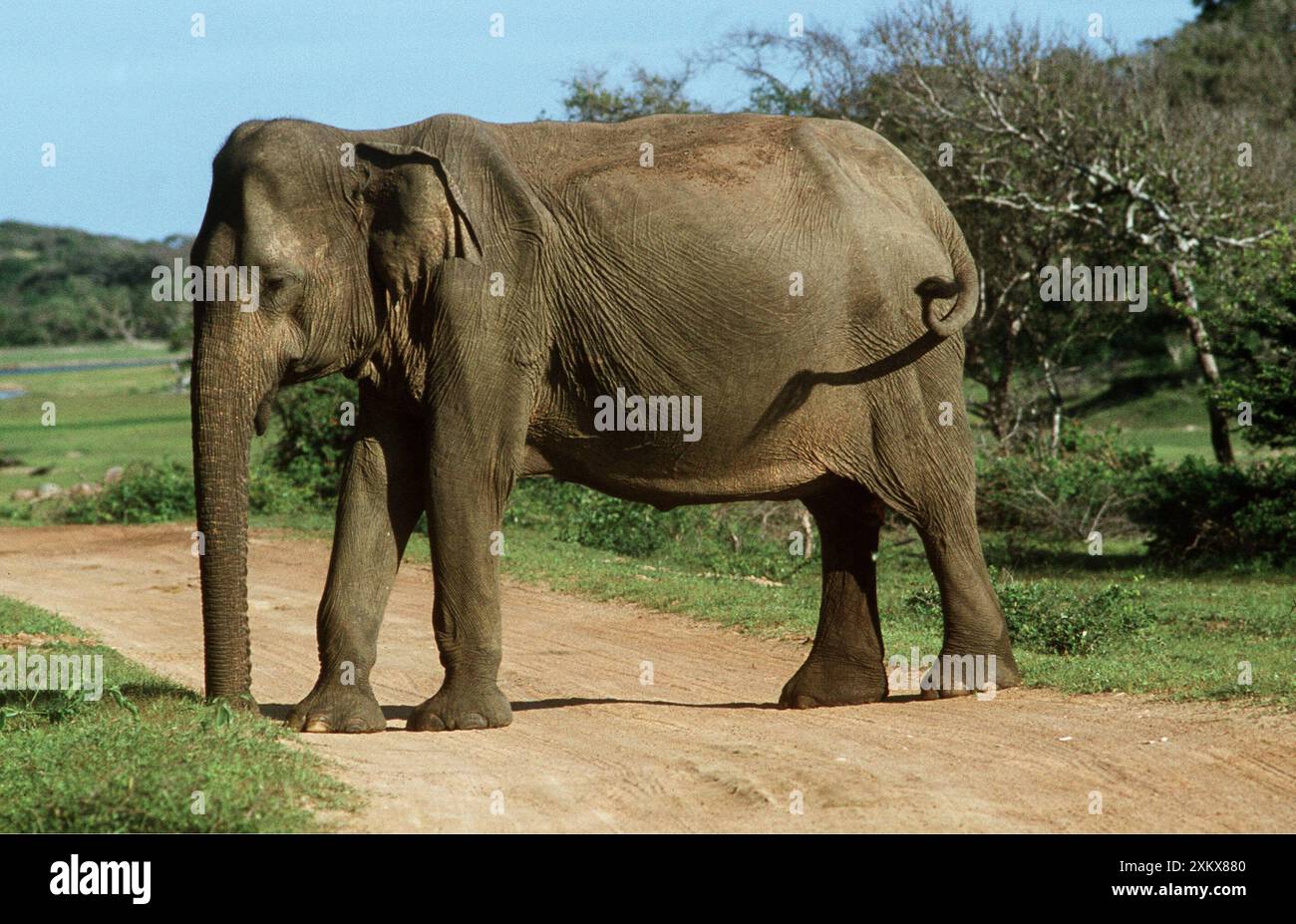 Asian / Indian ELEPHANT - standing on path Stock Photo - Alamy