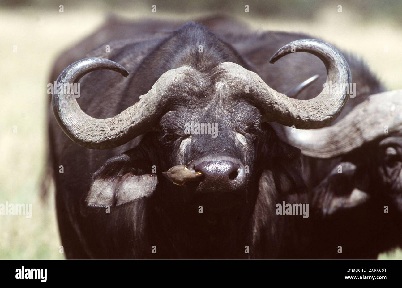 AFRICAN / CAPE BUFFALO - Oxpecker on nose Stock Photo - Alamy