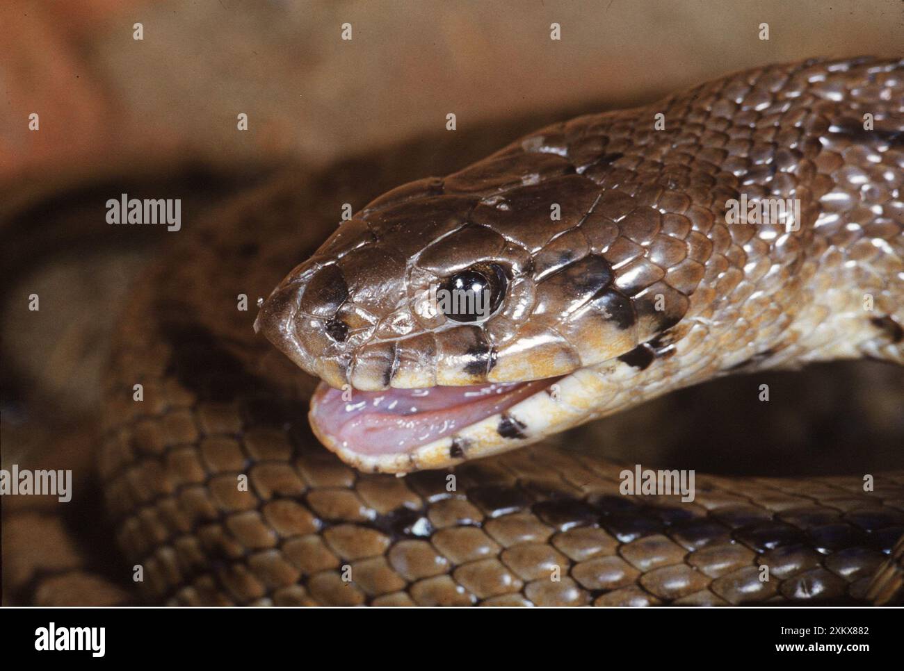 RAT SNAKE - close up of head Stock Photo - Alamy