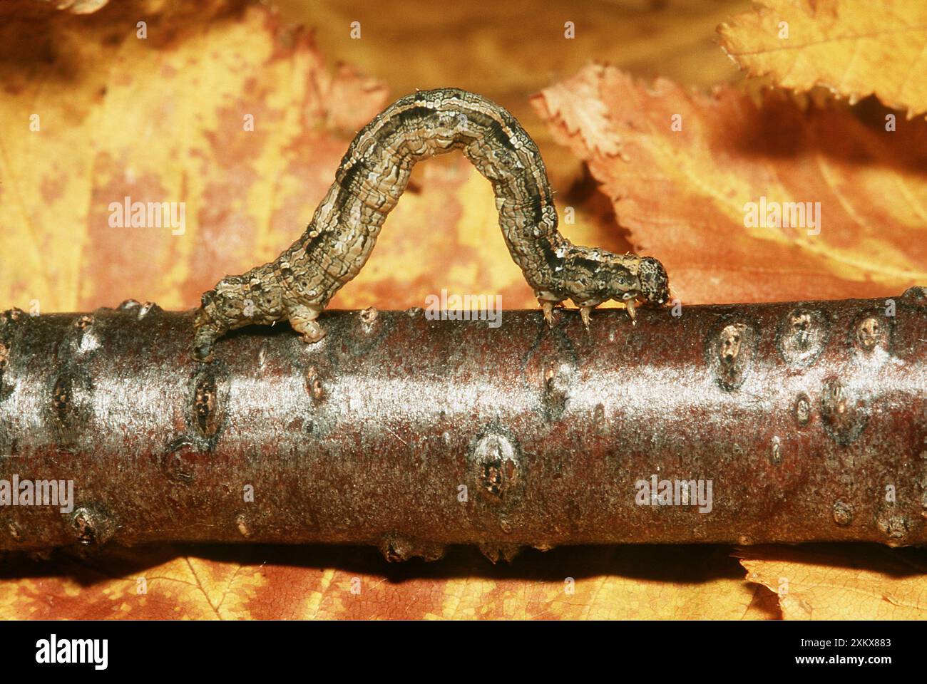 Caterpillar movement hi-res stock photography and images - Alamy