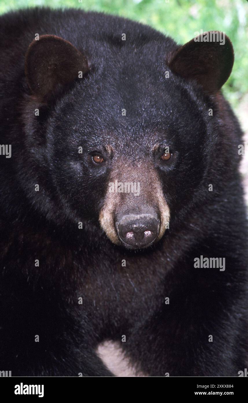 American black bear close up hi-res stock photography and images - Alamy
