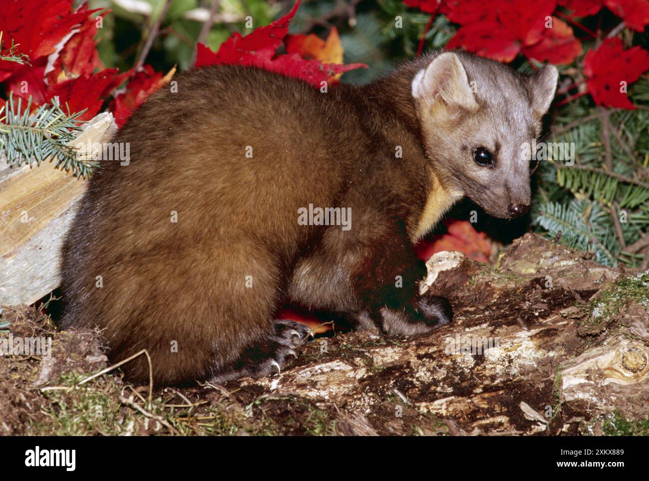 North american marten hi-res stock photography and images - Alamy