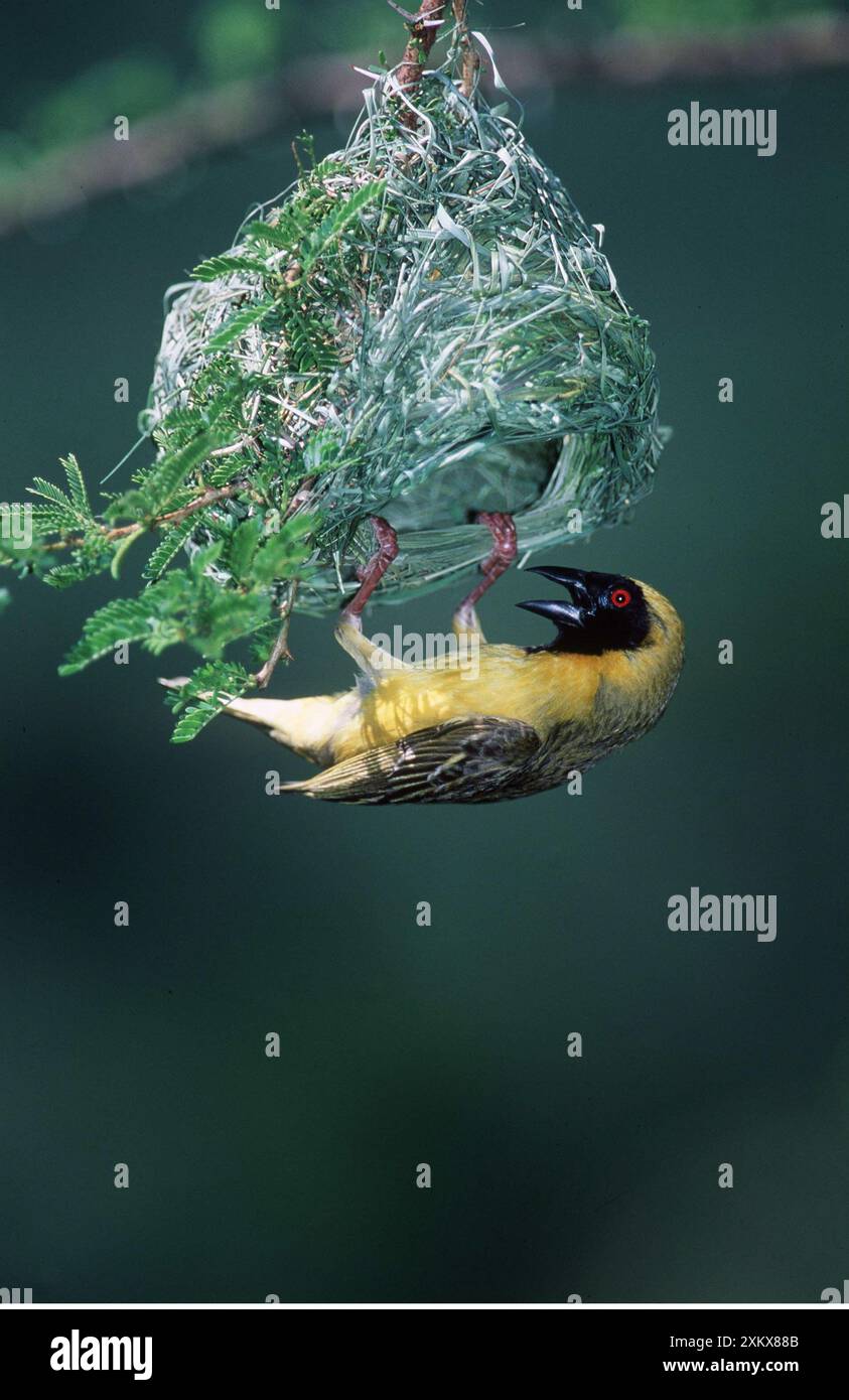 SOUTHERN MASKED WEAVER BIRD - male at nest Stock Photo - Alamy