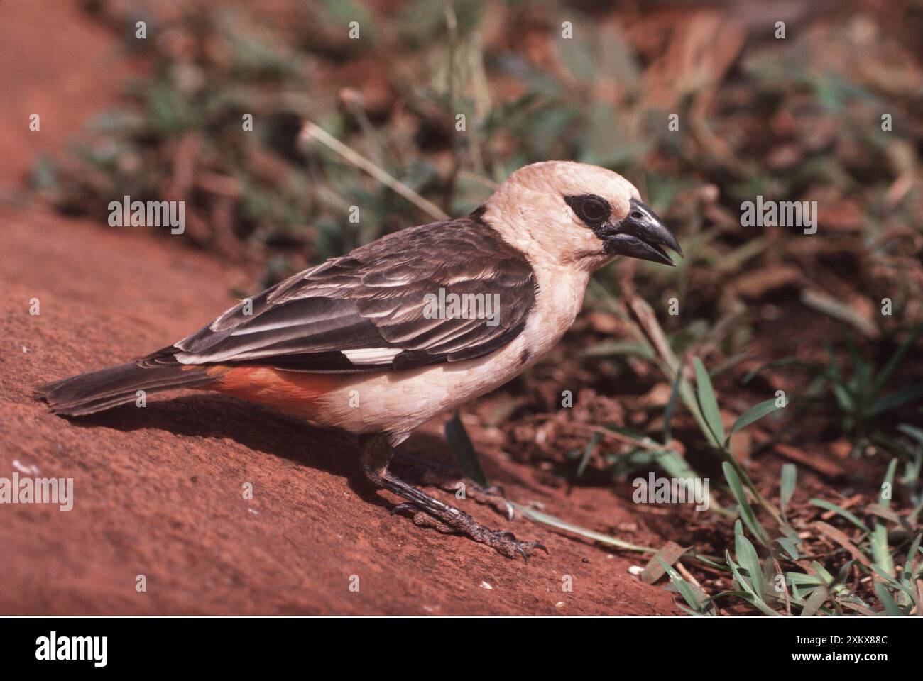 WHITE-HEADED BUFFALO WEAVER Stock Photo - Alamy