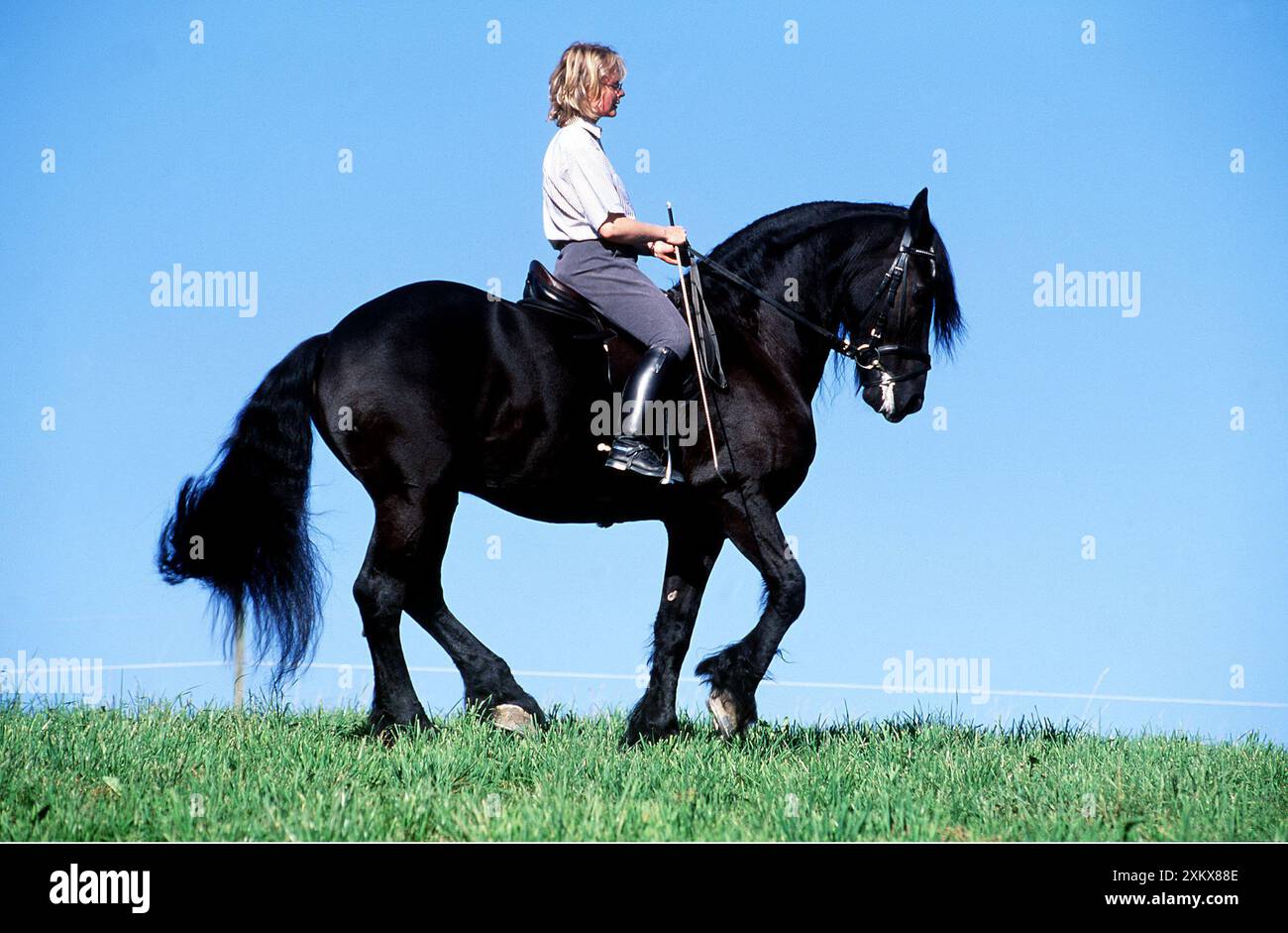 Friesian horse riding hi-res stock photography and images - Alamy