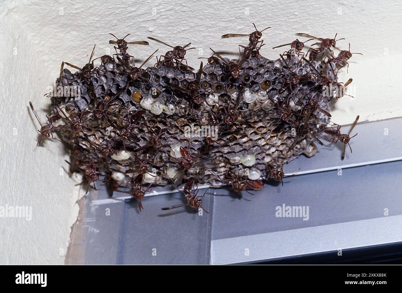 PAPER WASPS - WARNING DISPLAY Stock Photo - Alamy