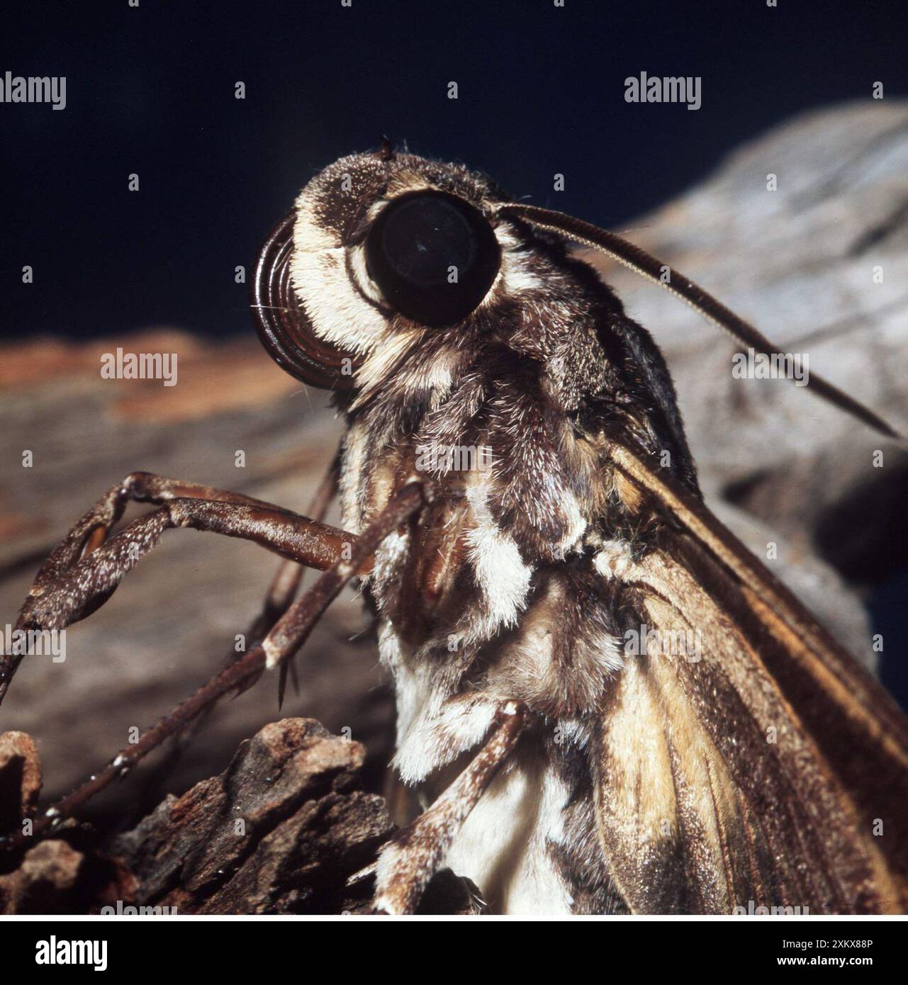 Tomato Sphinx Moth - head Stock Photo - Alamy