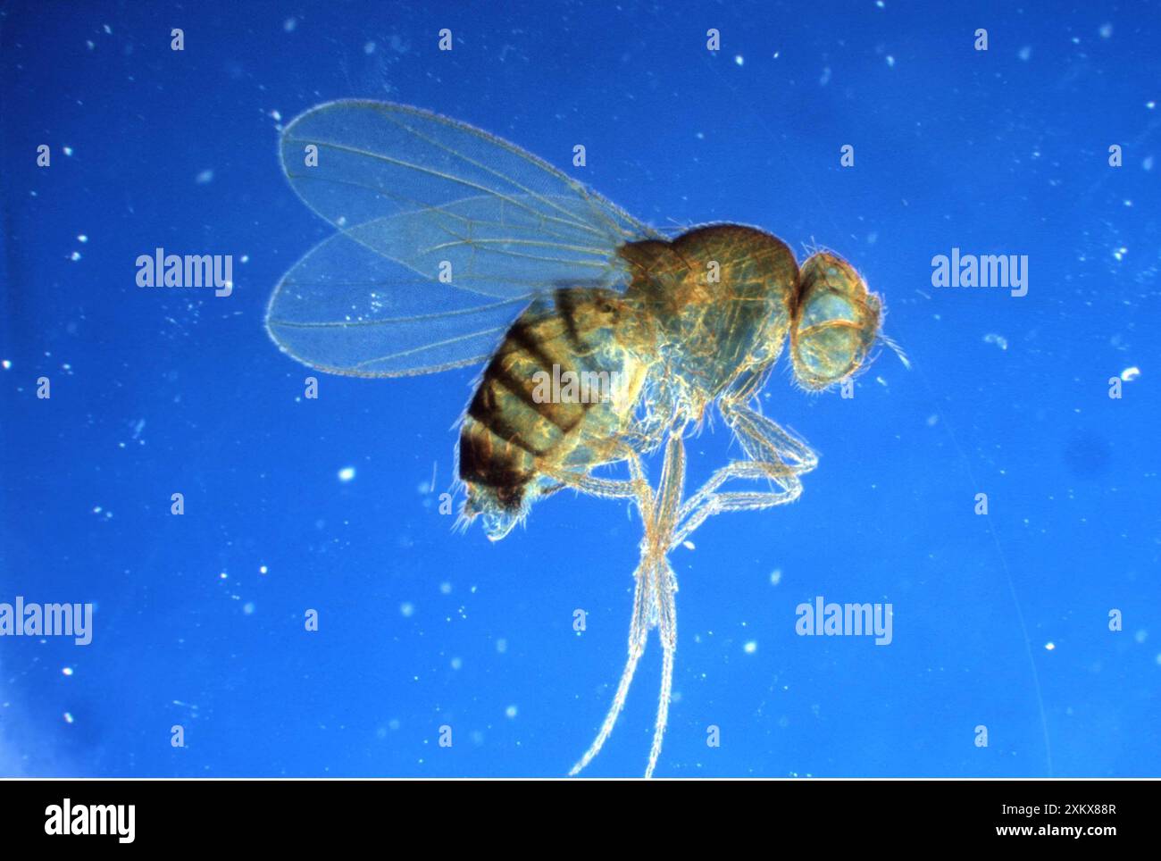 FRUIT FLY - x5 magnification Stock Photo - Alamy