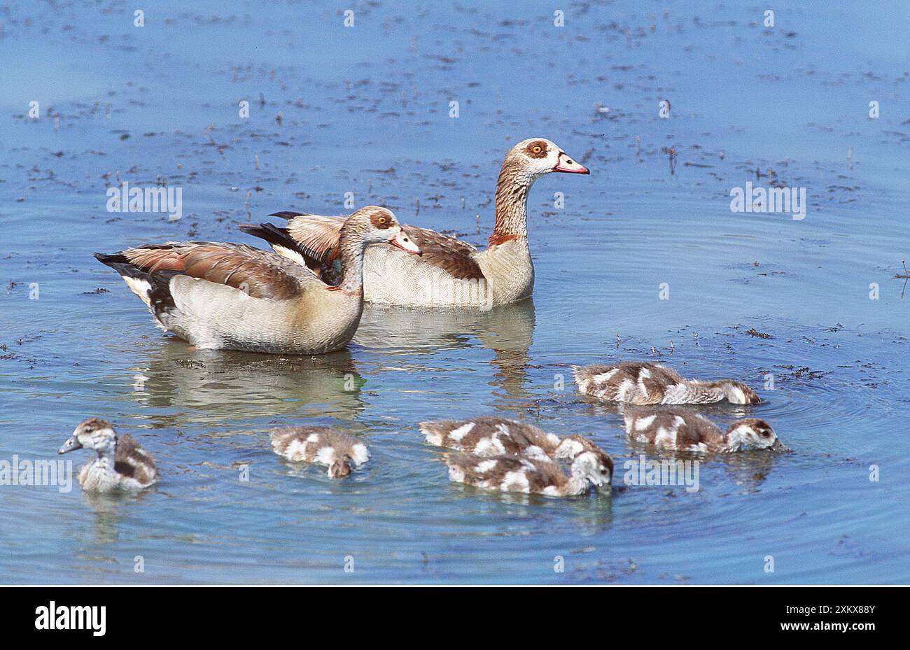 Egyptian goose goslings in hi-res stock photography and images - Alamy