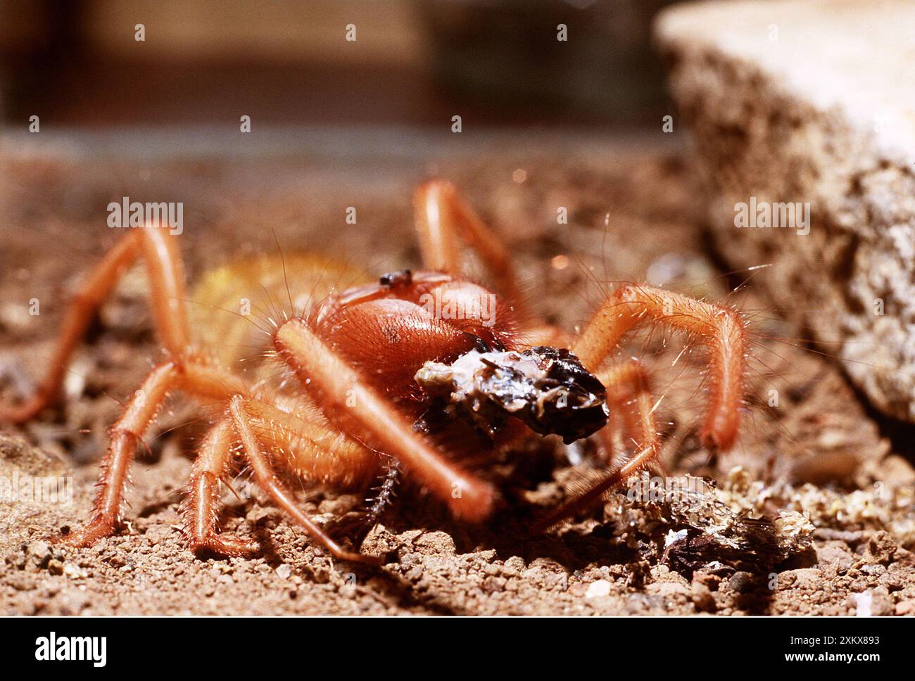 Wind Scorpion / Camel / Sun / Roman Spider - with food Stock Photo - Alamy