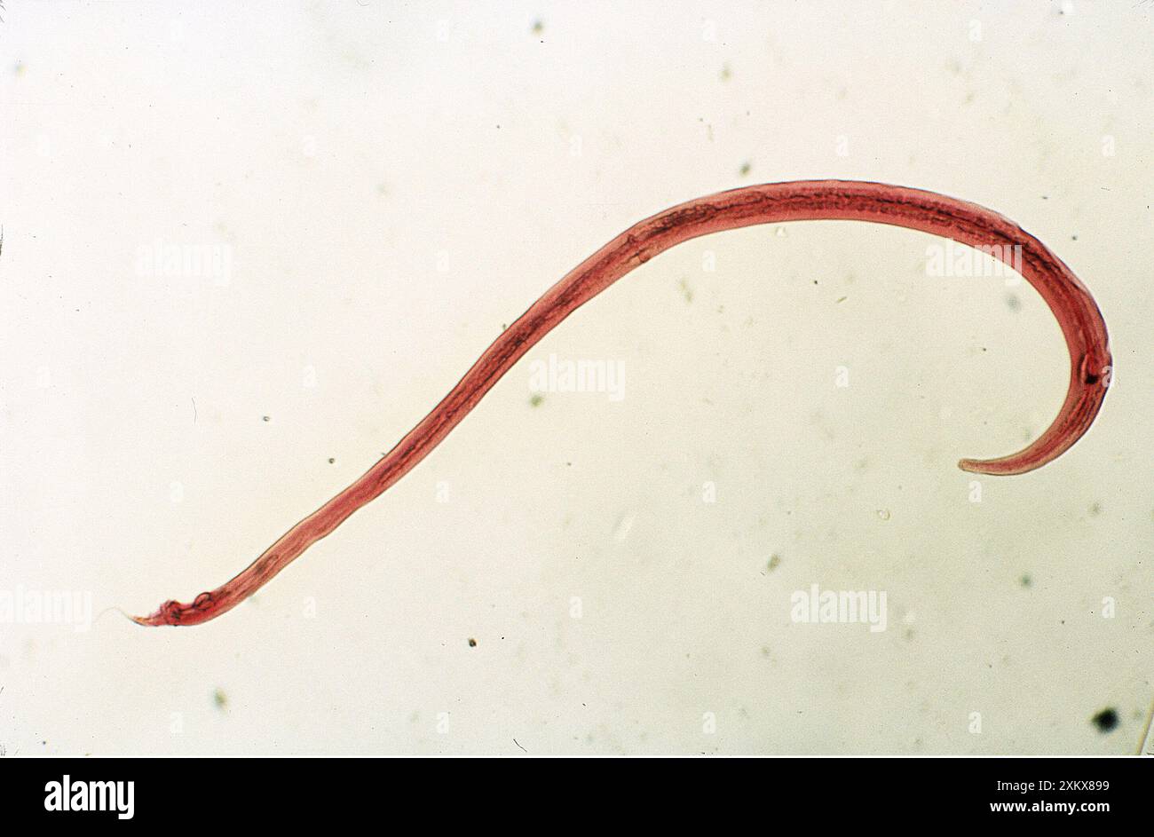 Parasitic nematode WORM / Flatworm (X10 magnification Stock Photo - Alamy
