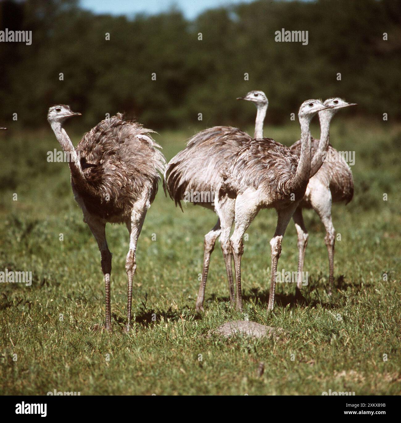 Group of rheas hi-res stock photography and images - Alamy