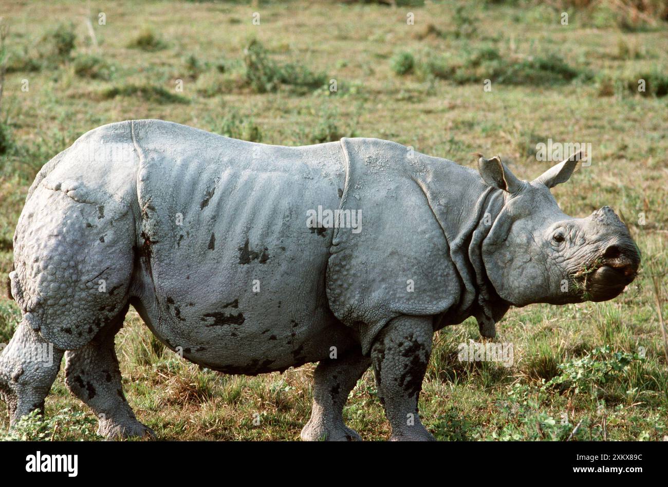 Great Indian / One-horned RHINOCEROS Stock Photo - Alamy