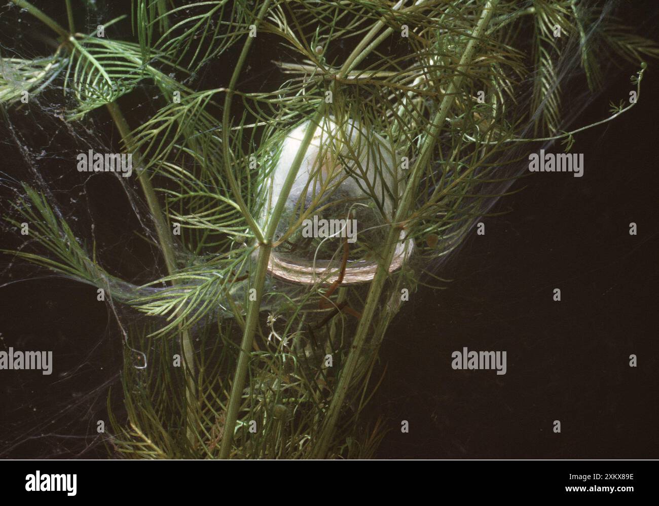 Underwater spiders hi-res stock photography and images - Alamy