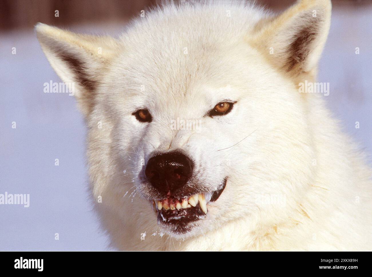 ARCTIC WOLF / Tundra wolf - snarling, close-up of head Stock Photo - Alamy
