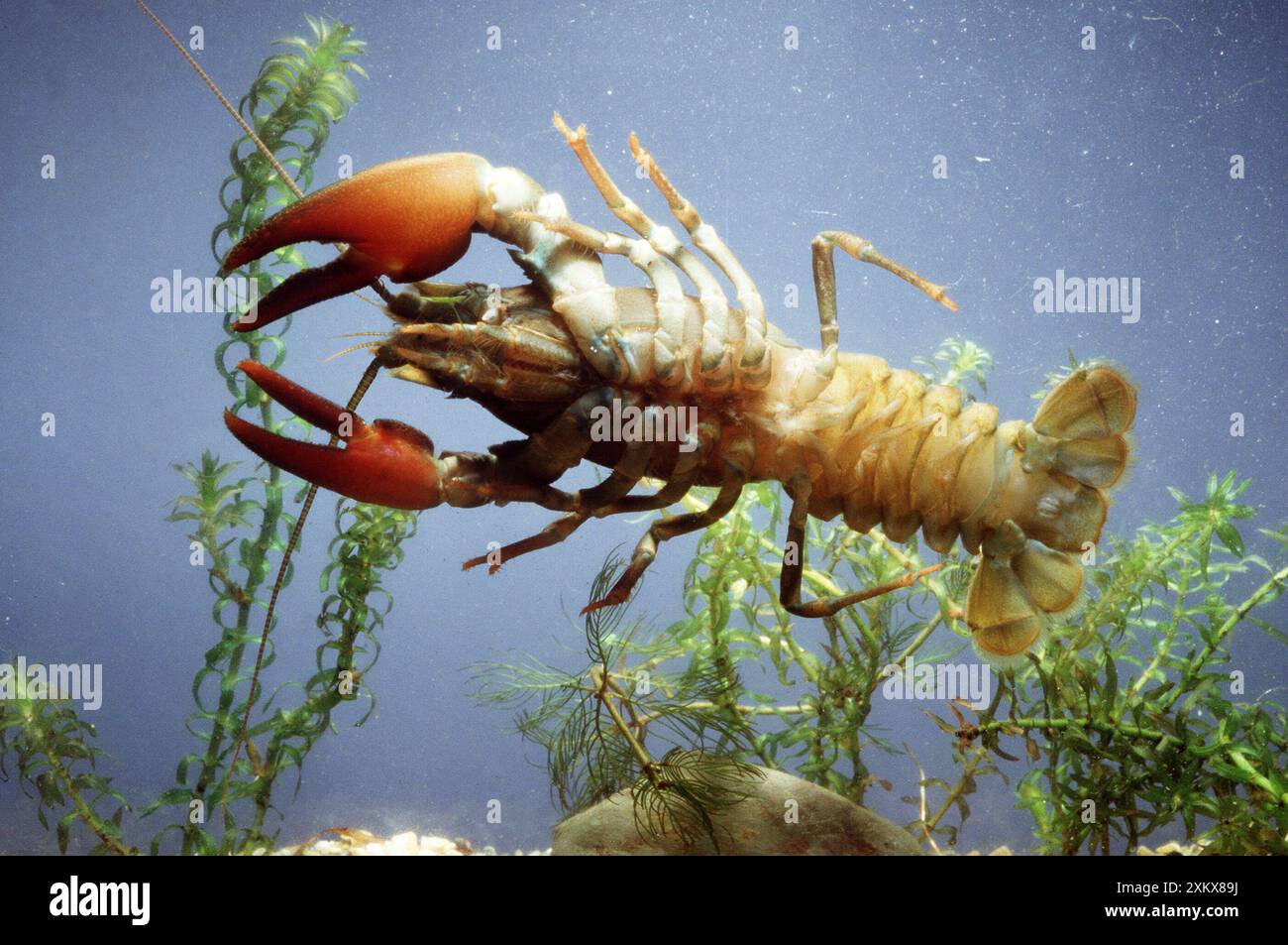 SIGNAL CRAYFISH (USA SPECIES Stock Photo - Alamy