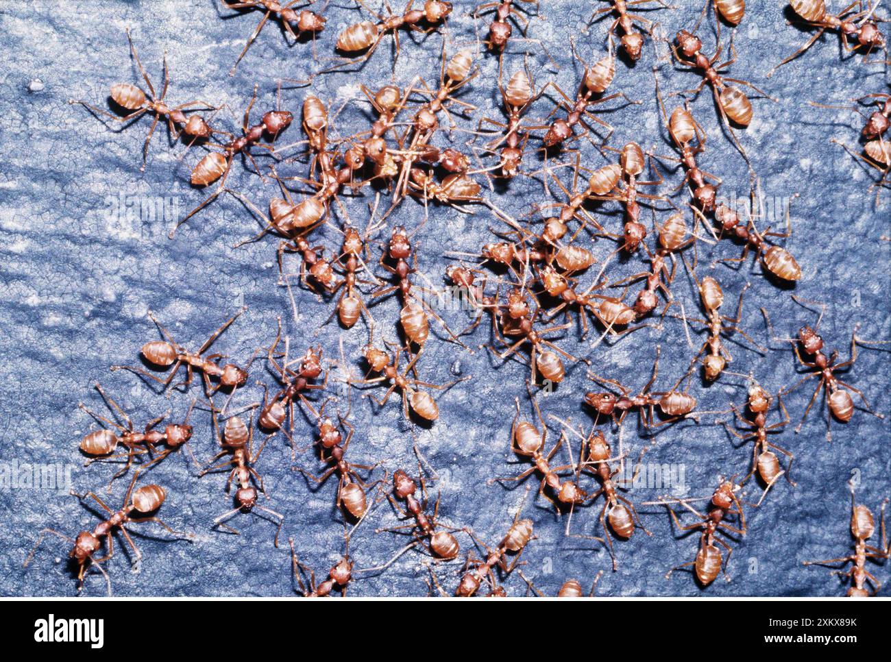 African weaver ant hi-res stock photography and images - Alamy