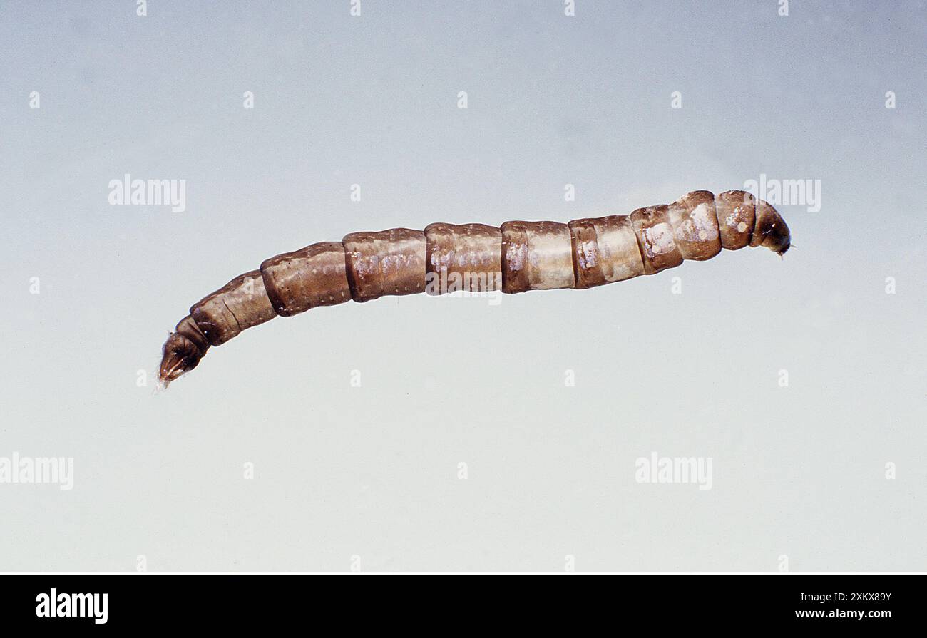 Crane Fly Larvae