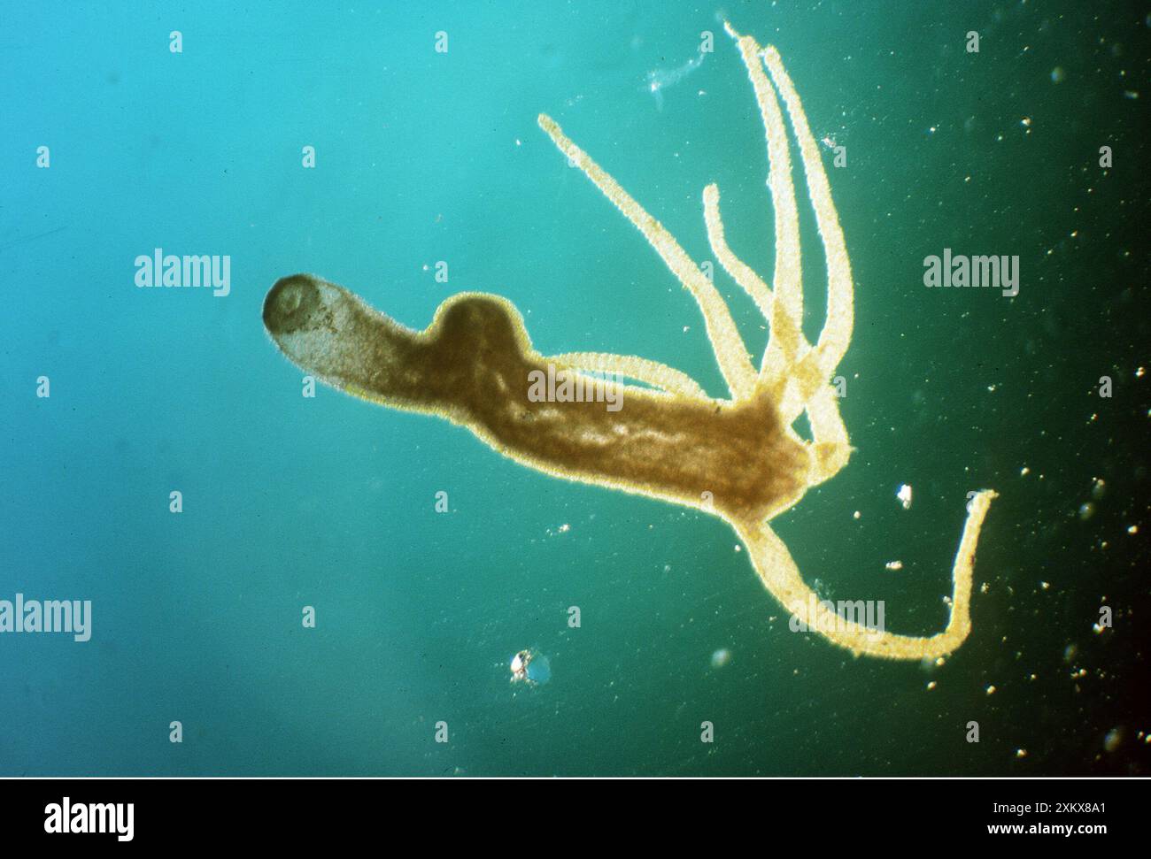 Wildlife in freshwater hi-res stock photography and images - Alamy