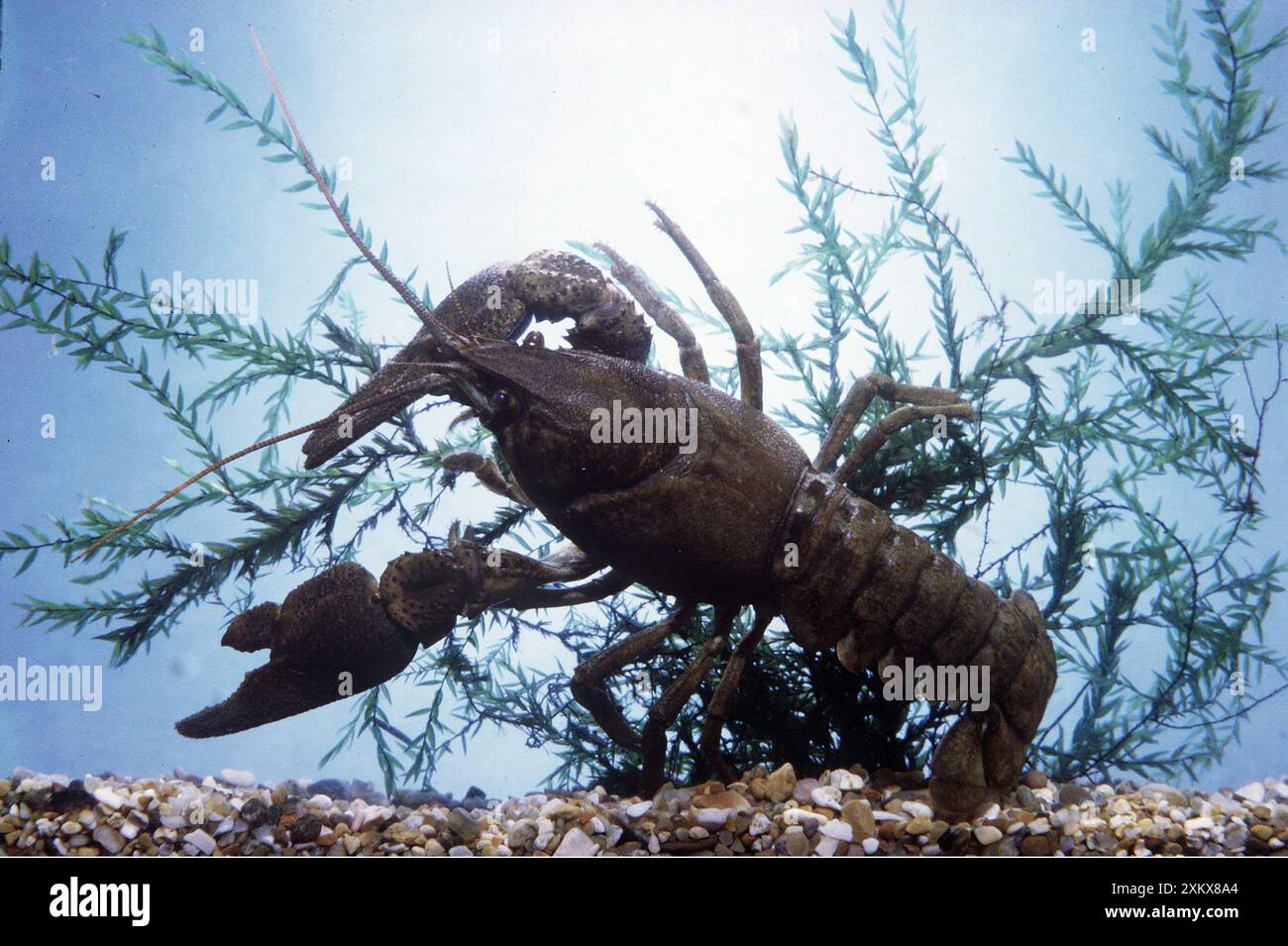 Animal animal white hi-res stock photography and images - Alamy