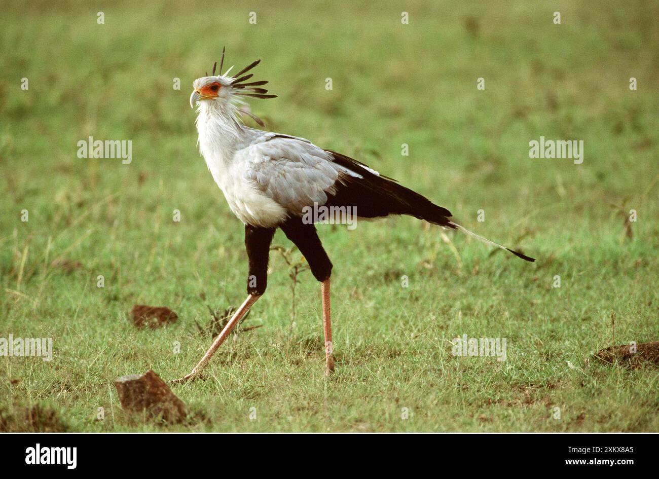 Secretary bird leg hi-res stock photography and images - Alamy