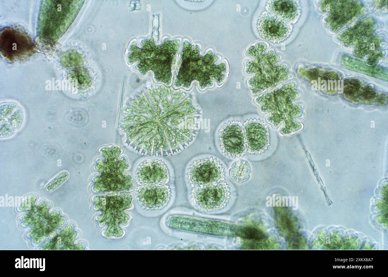 ALGAE - Freshwater Desmids (x50), Blackdown, Mendips Stock Photo - Alamy