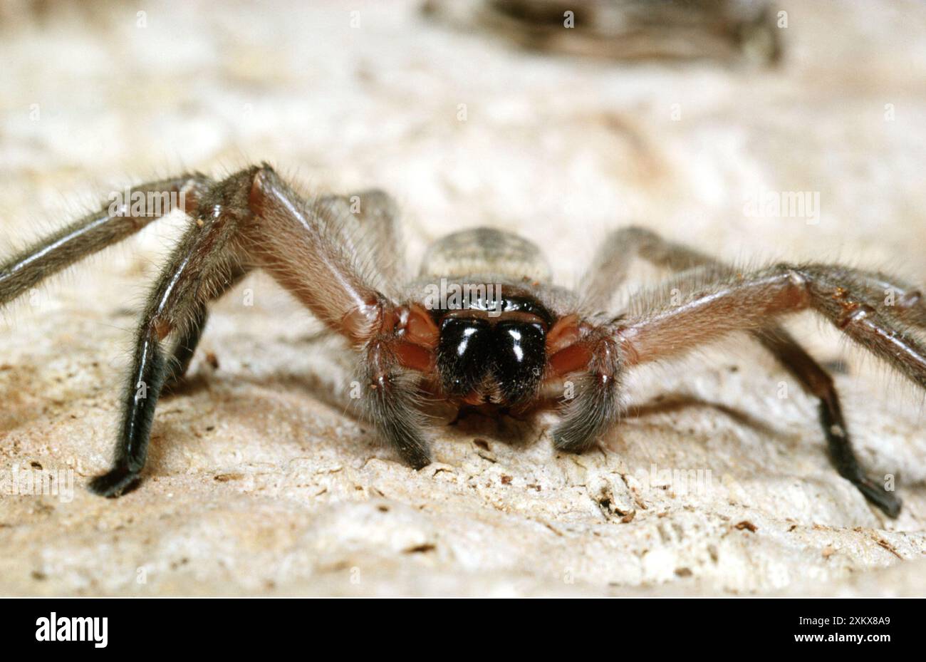 Australian huntsman spider hi-res stock photography and images - Alamy