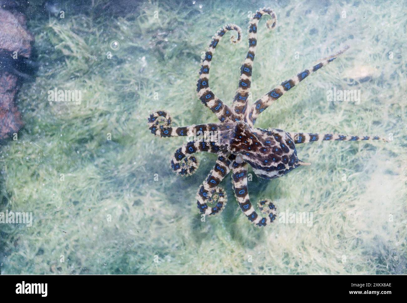 Blue ringed octopus in hi-res stock photography and images - Alamy