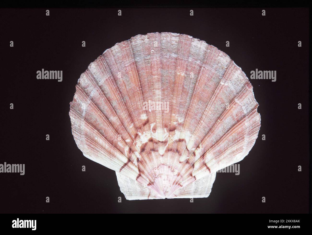 Shell patterns hi-res stock photography and images - Alamy
