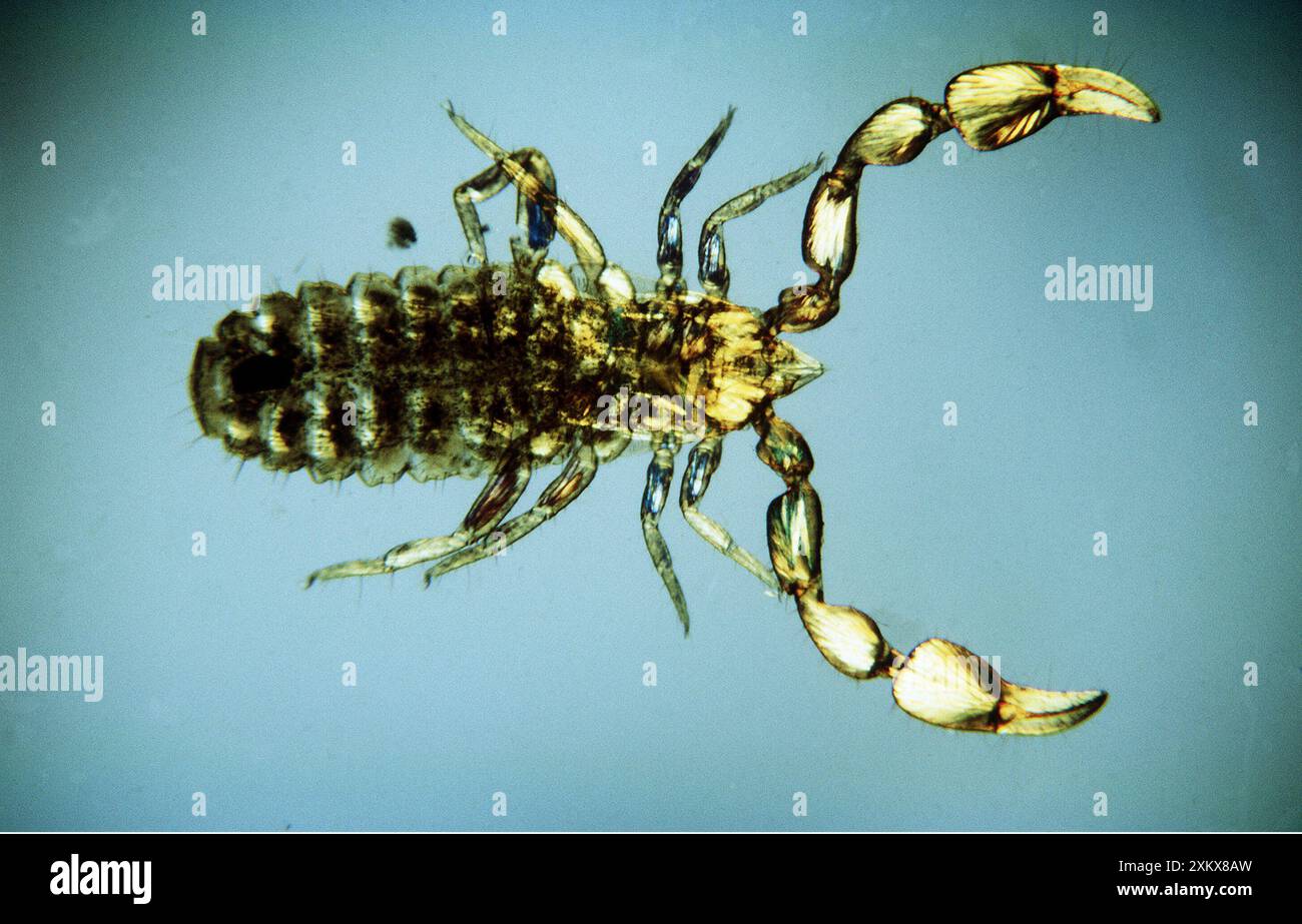 PSEUDOSCORPION / Common Book Scorpion - (x15 Stock Photo - Alamy